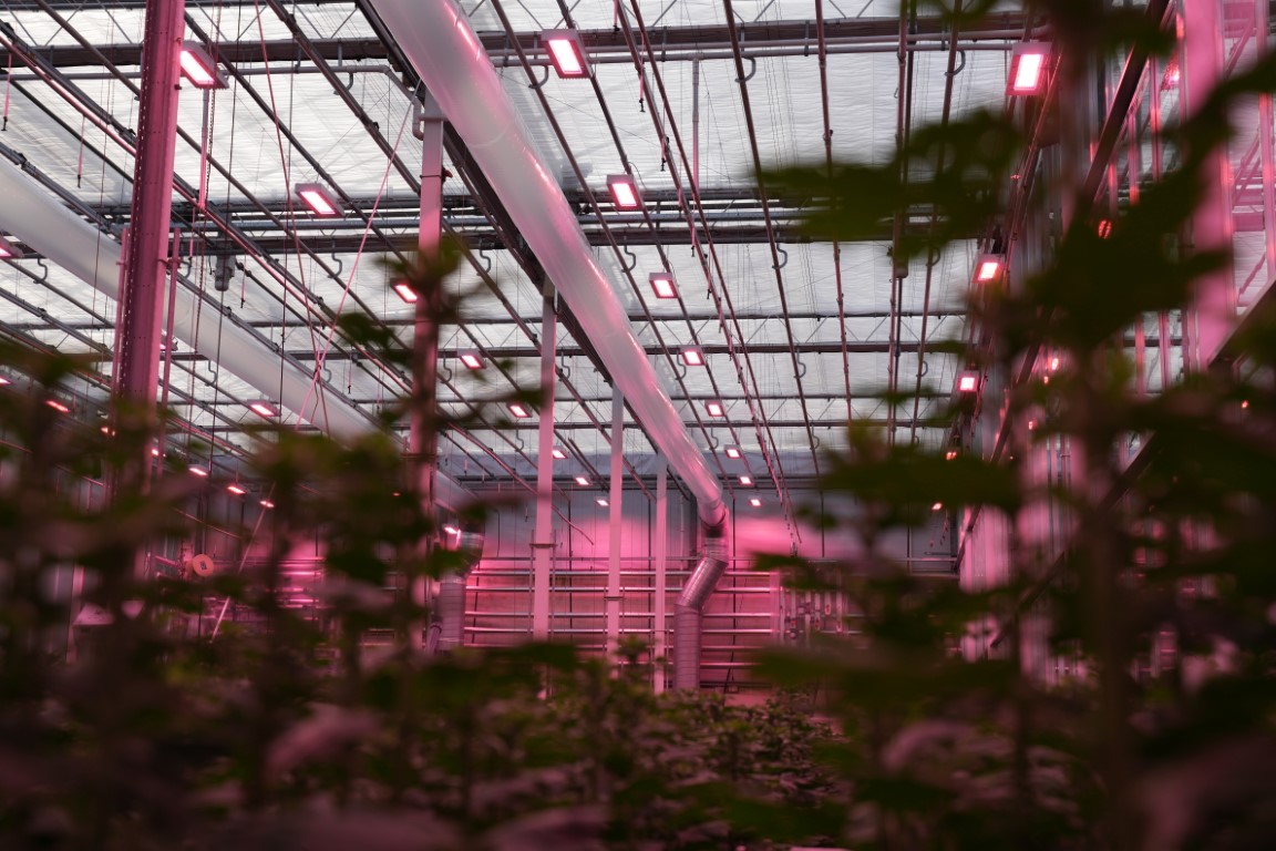 Organisation - Delphy