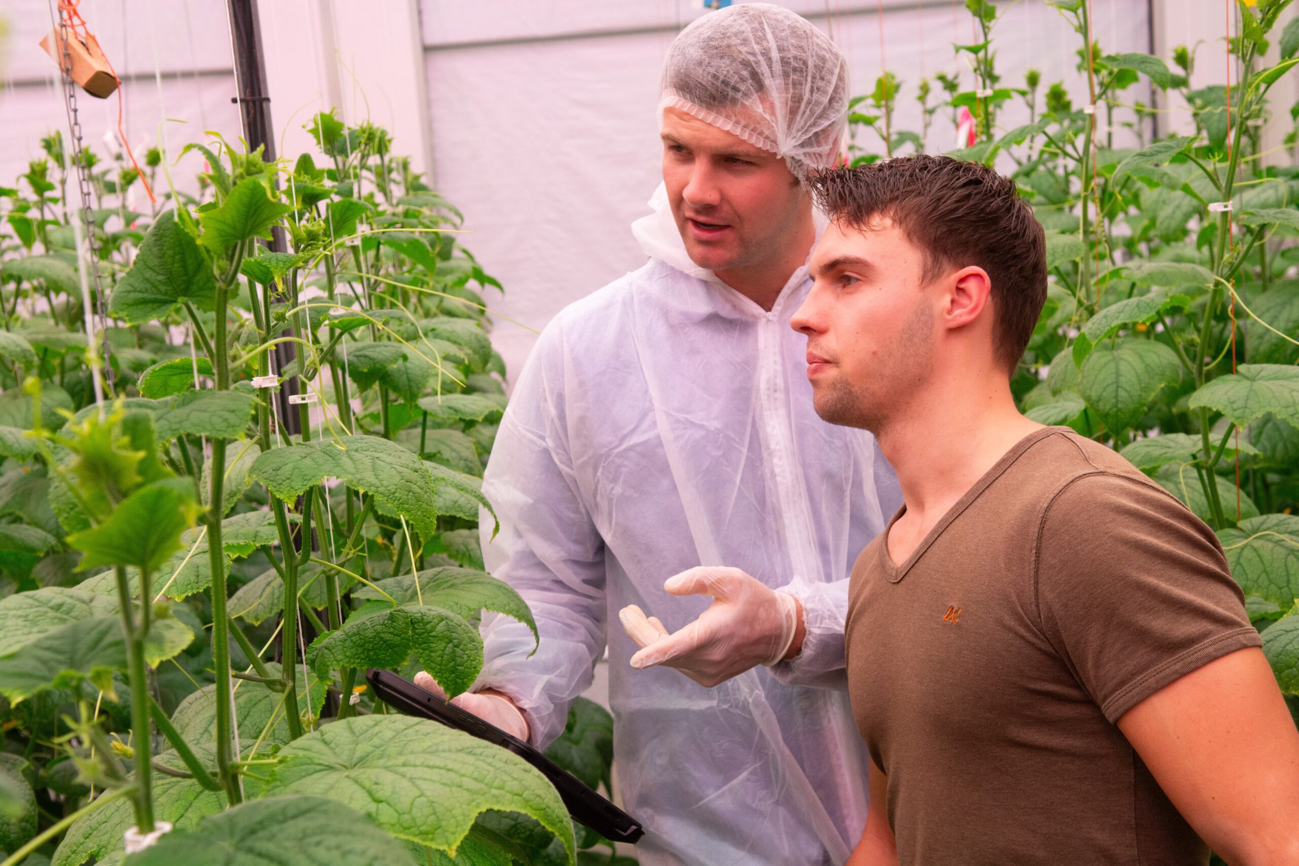 Hoeveel uur belichten? - Delphy