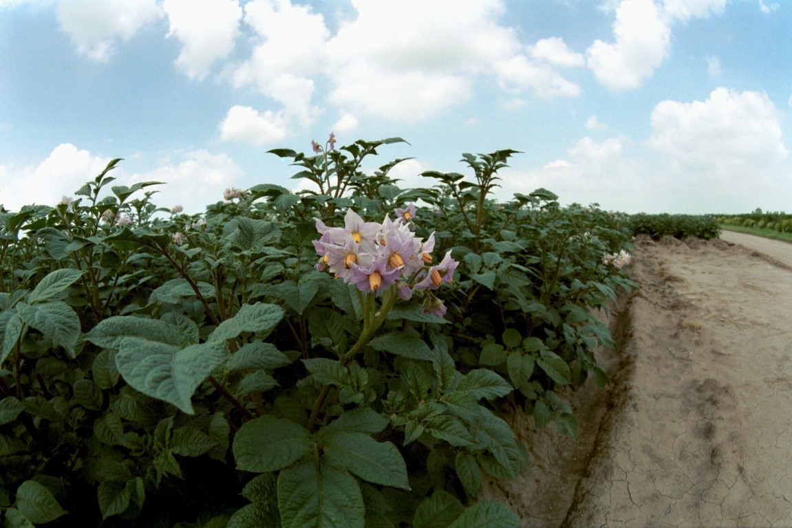 Crop Protection Consultancy - Open Crops - Delphy