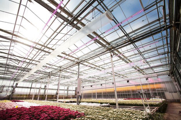 QMS Chrysanthemum - Delphy