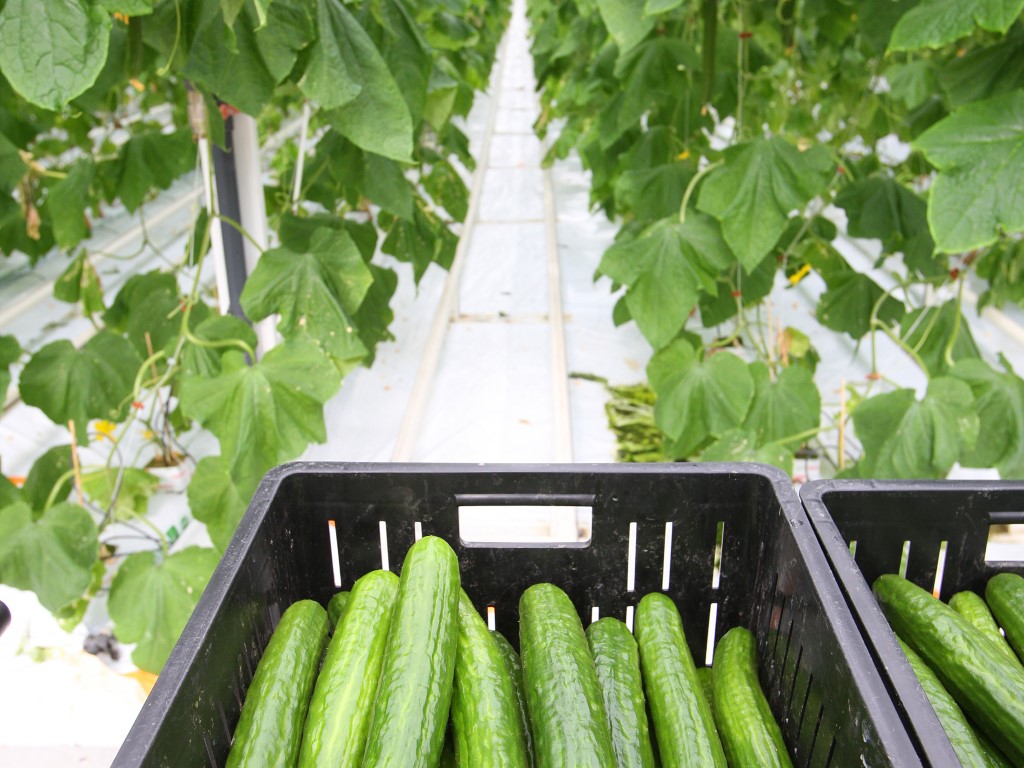 QMS Cucumber - Delphy