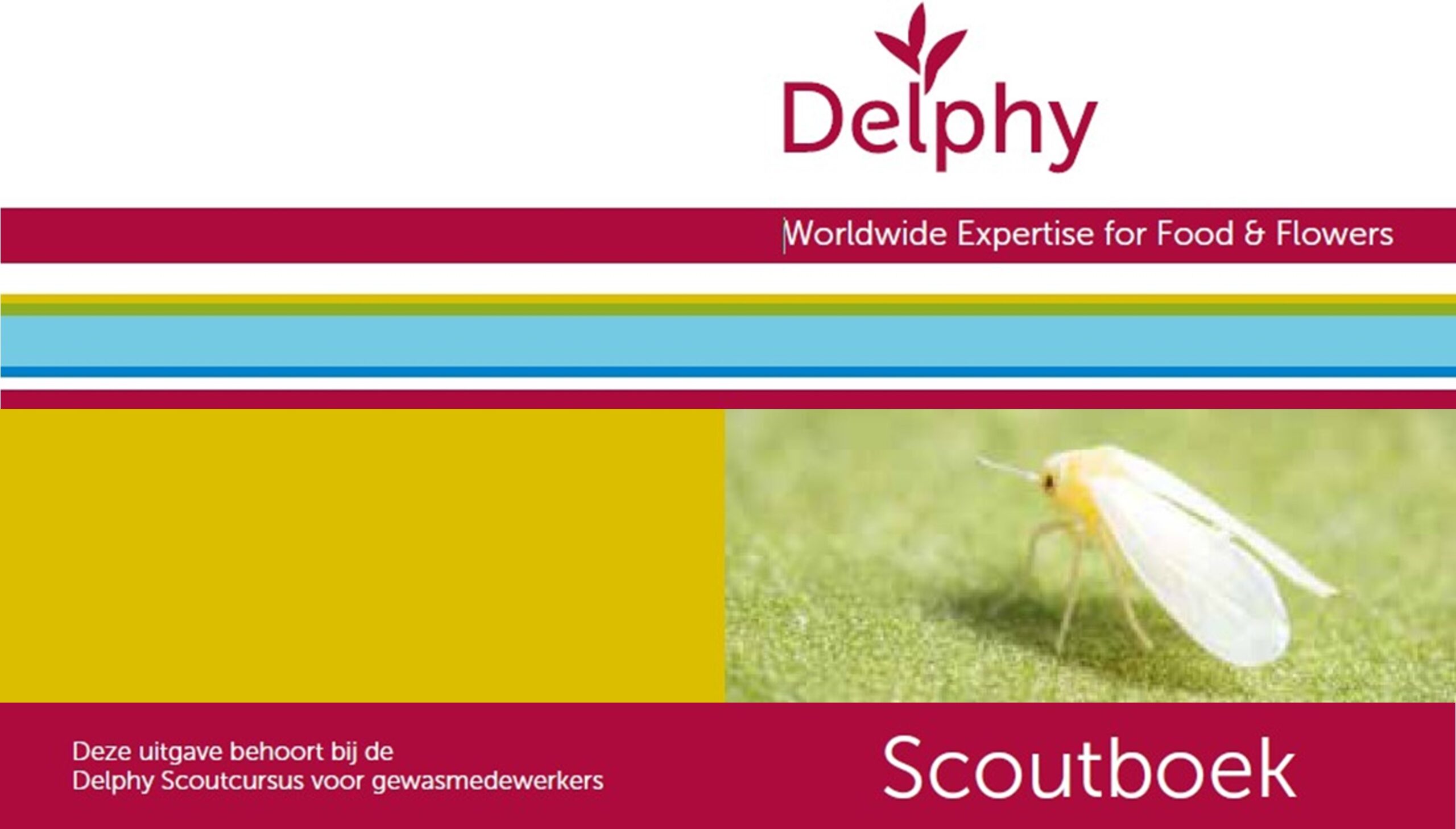 Workshop Scouten - Delphy