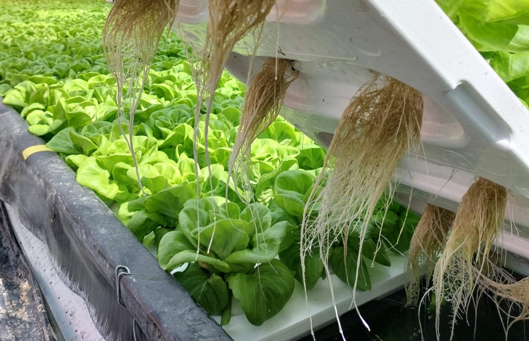 Water & Fertigation - Delphy