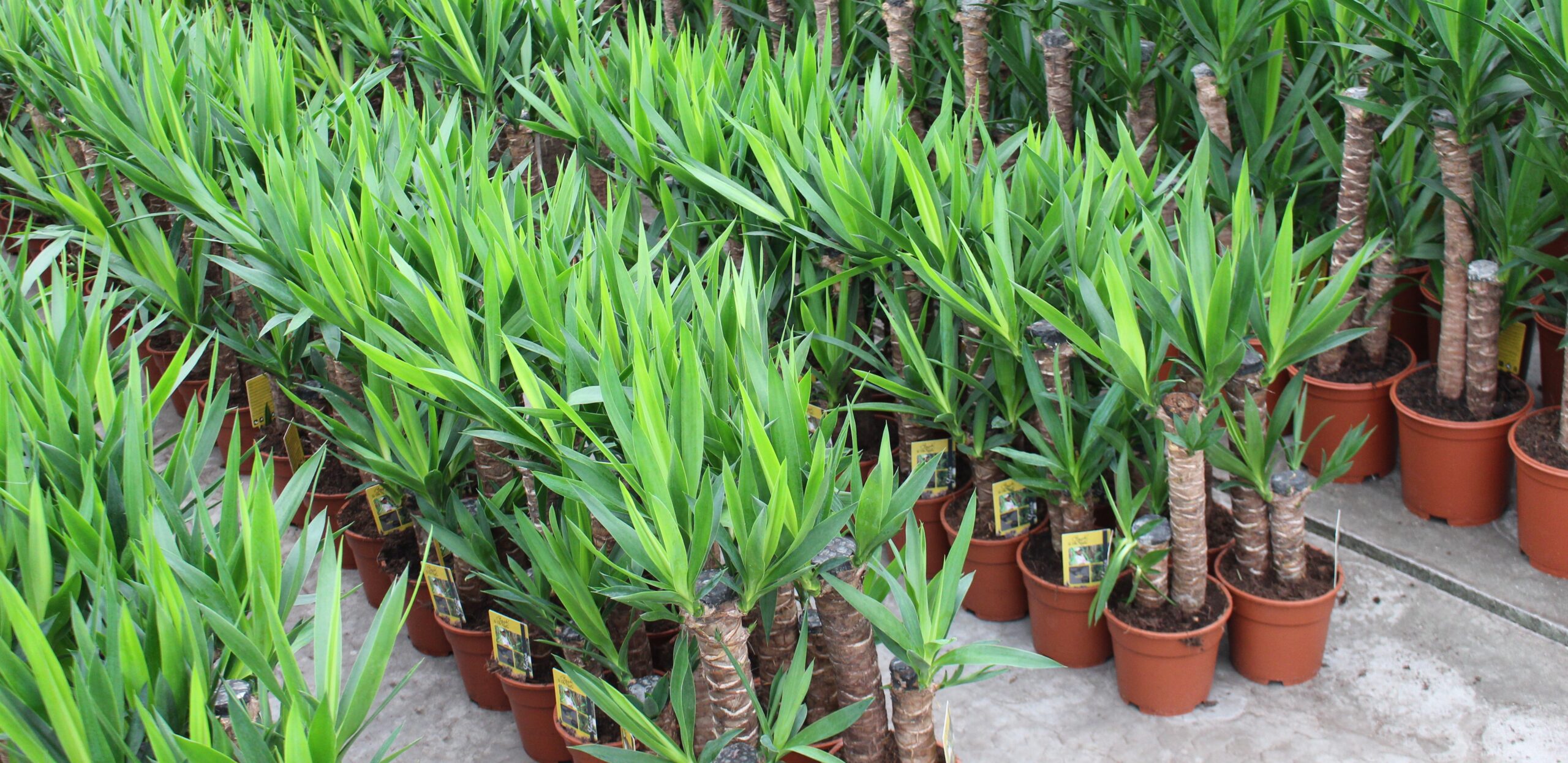 Pot plant cultivation - Delphy