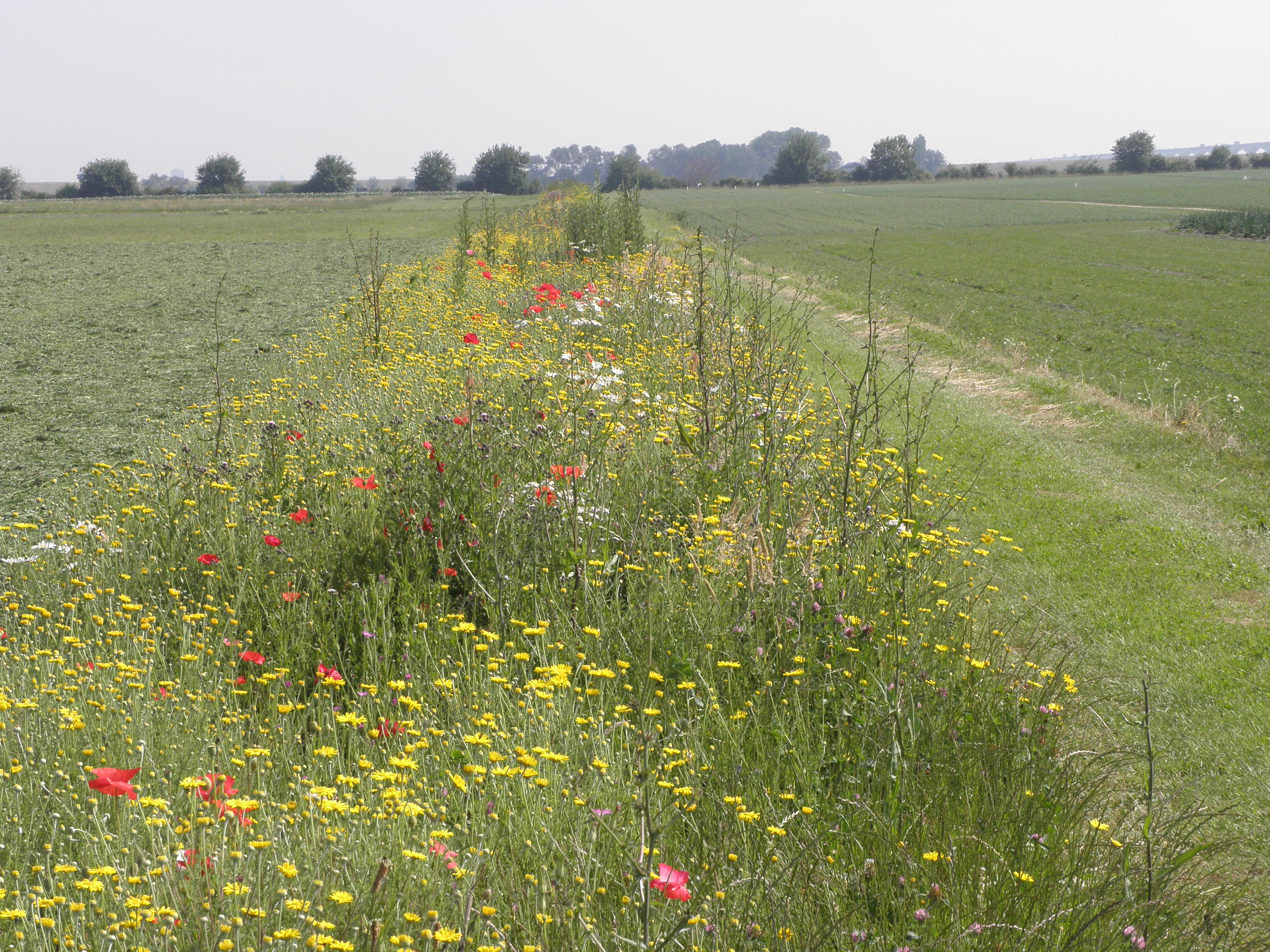 The Green Resilient Entrepreneur - a green polder all year round - Delphy