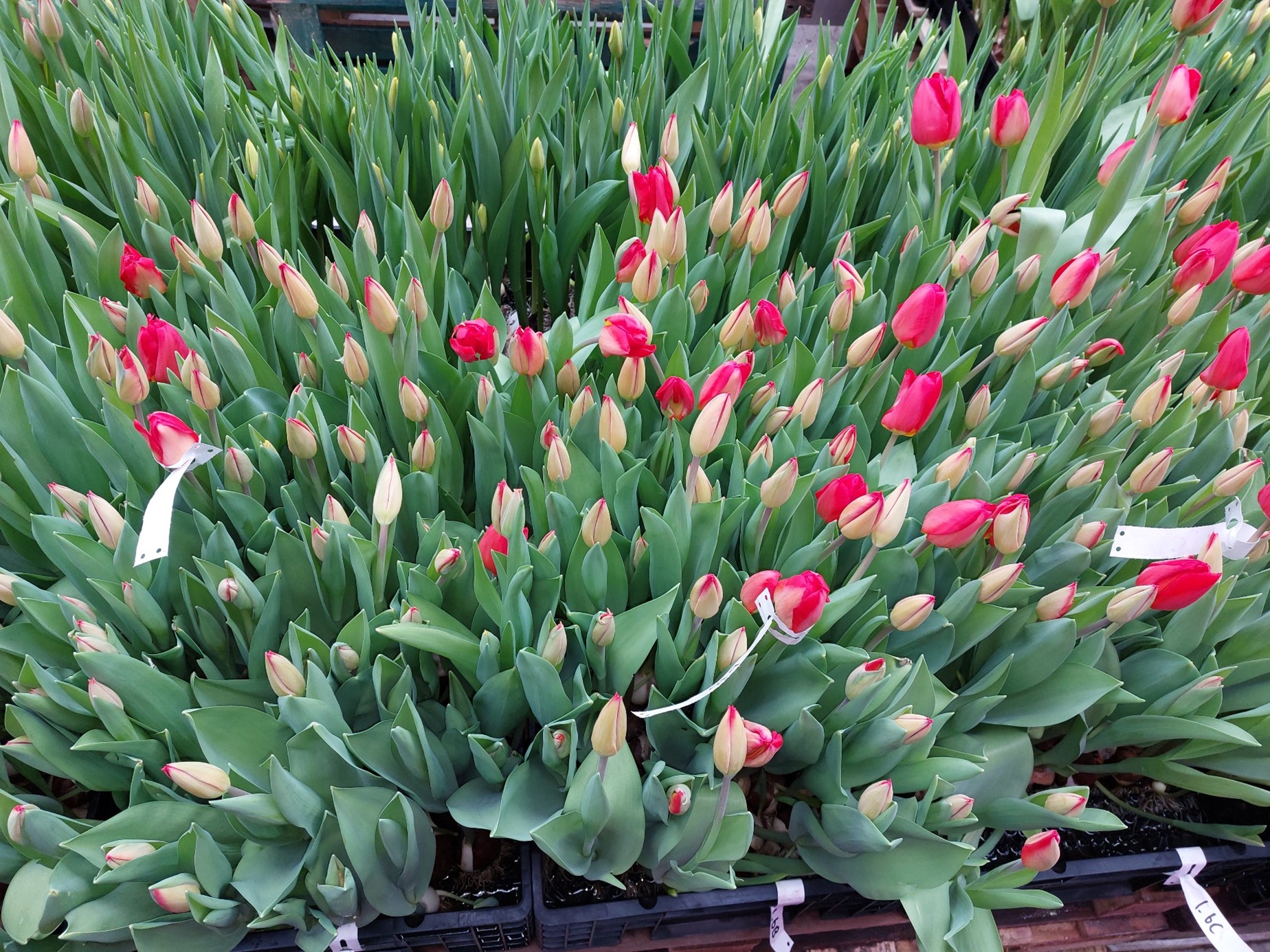Heetstookonderzoek tulp ter bestrijding van tulpengalmijt - Delphy