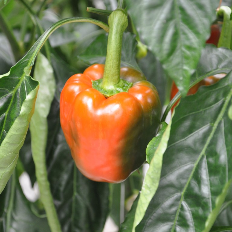 Fertigation in Horticulture (English spoken) - Delphy