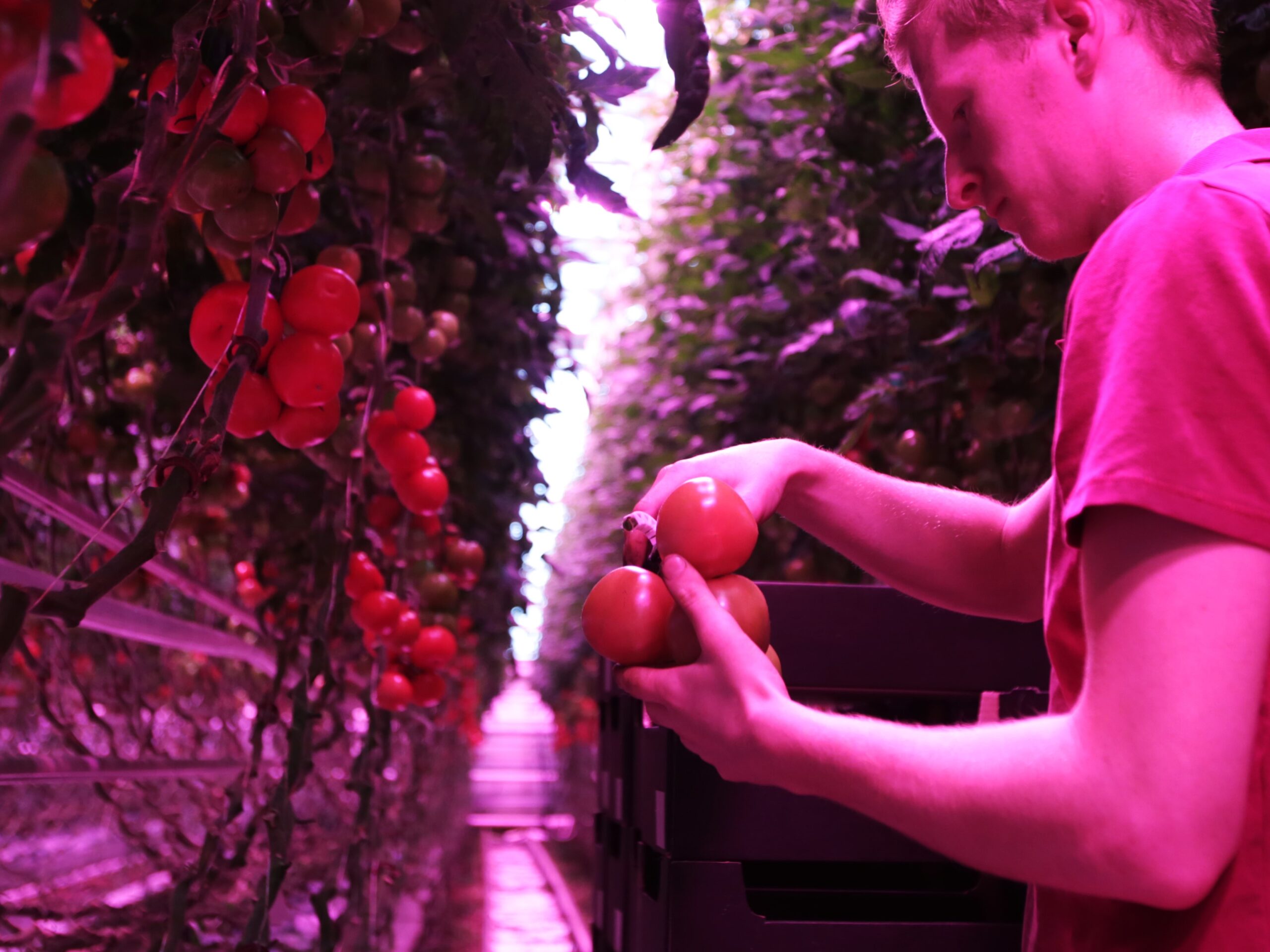 Toegepaste Plantfysiologie - Delphy